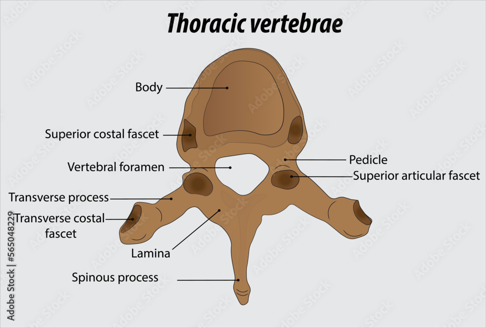 Thoracic vertebrae parts anatomy of the thoracic vertebrae labeled ...