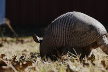 Nine-banded Armadillo In Grass Free Stock Photo - Public Domain Pictures