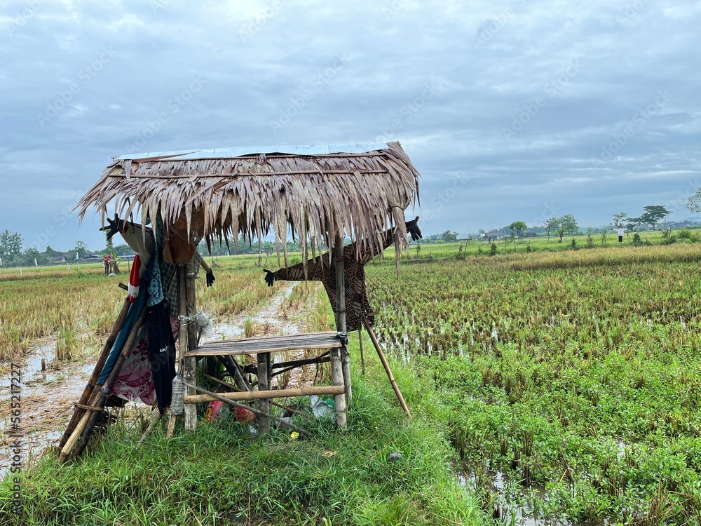 Beautiful view of farmer's hut in the middle of rice field located in ...