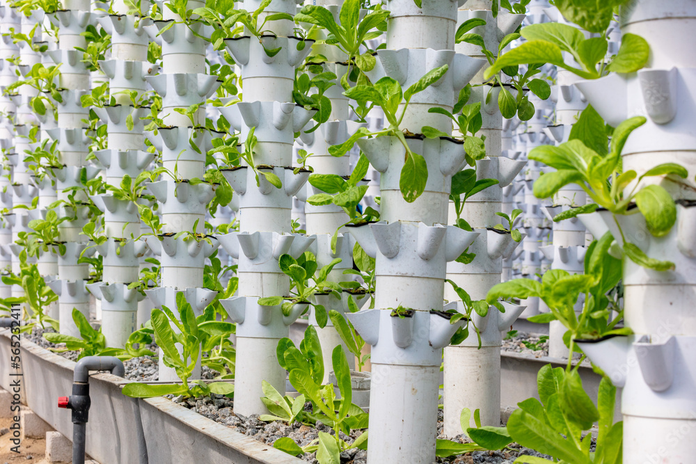 Sustainable Agriculture. Hydroponics based production method farm ...