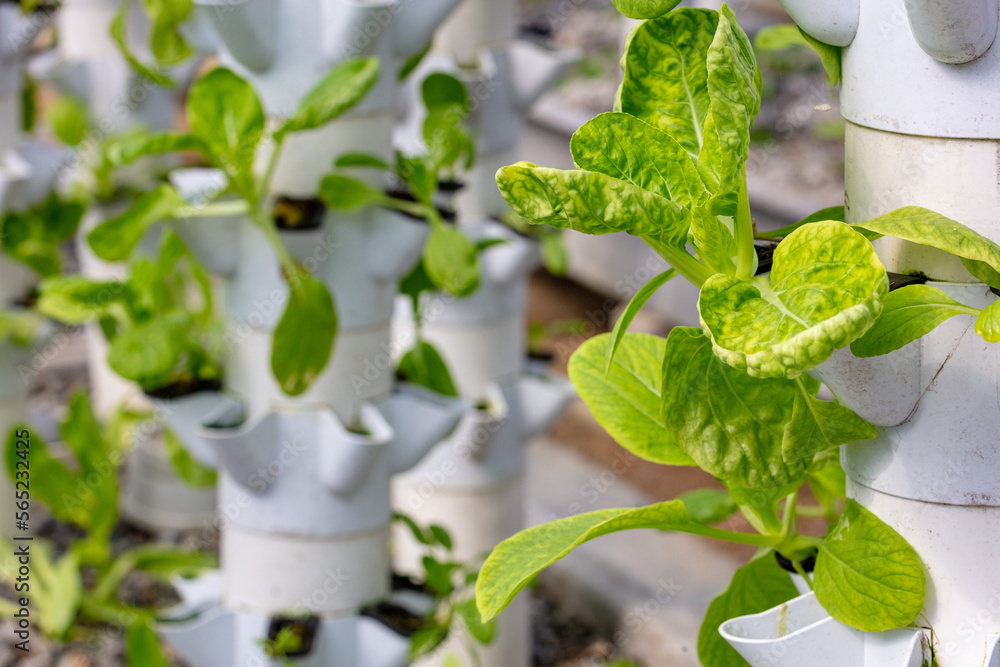 Sustainable Agriculture. Hydroponics based production method farm ...