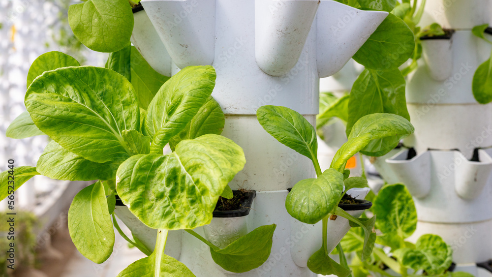 Sustainable Agriculture. Hydroponics based production method farm ...