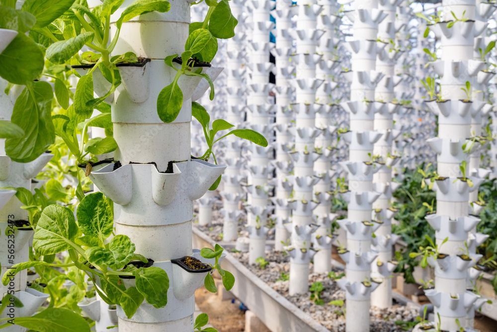 Sustainable Agriculture. Hydroponics based production method farm ...