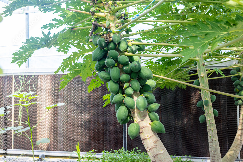 Sustainable Agriculture. Hydroponics based production method farm ...