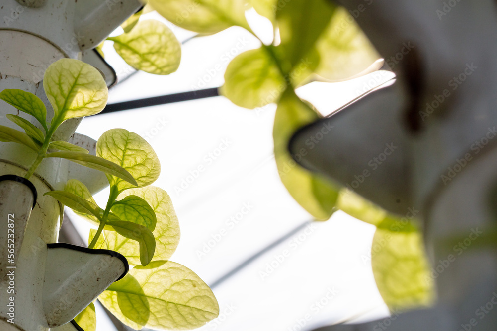 Sustainable Agriculture. Hydroponics based production method farm ...