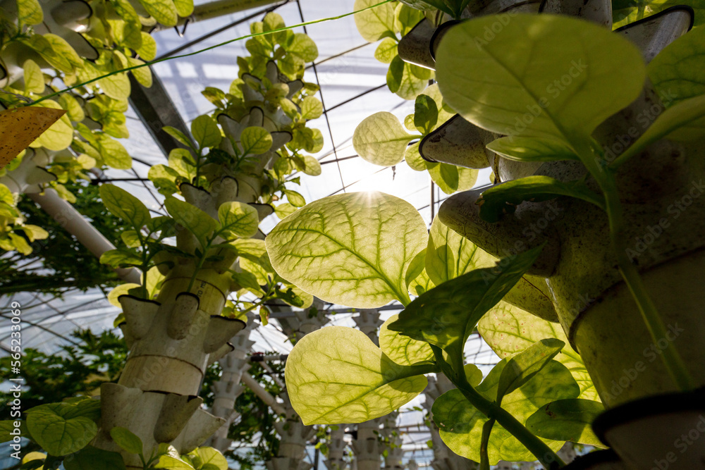 Sustainable Agriculture. Hydroponics based production method farm ...