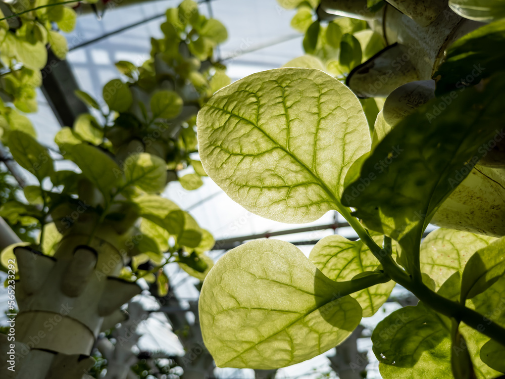 Sustainable Agriculture. Hydroponics based production method farm ...