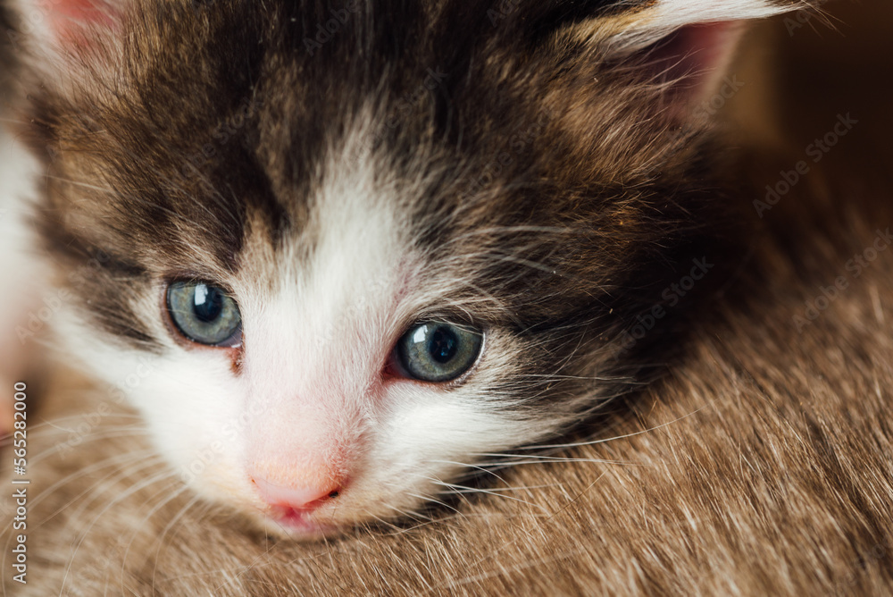 Portrait en gros plan d'un chaton noir et blanc aux yeux bleus. Un joli ...