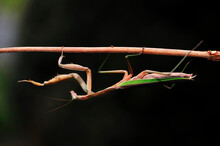 Upside Down Praying Mantis Free Stock Photo - Public Domain Pictures
