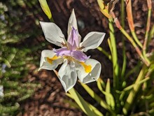 Fortnight Lily Flower Free Stock Photo - Public Domain Pictures