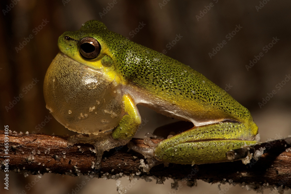 Acid frog, Cooloola sedge frog (Litoria cooloolensis), Basin Lake ...