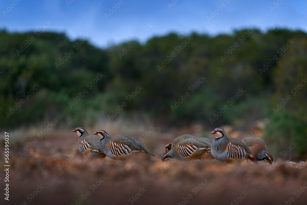 Flock og birds in habitat. Red-legged partridge, Alectoris rufa ...