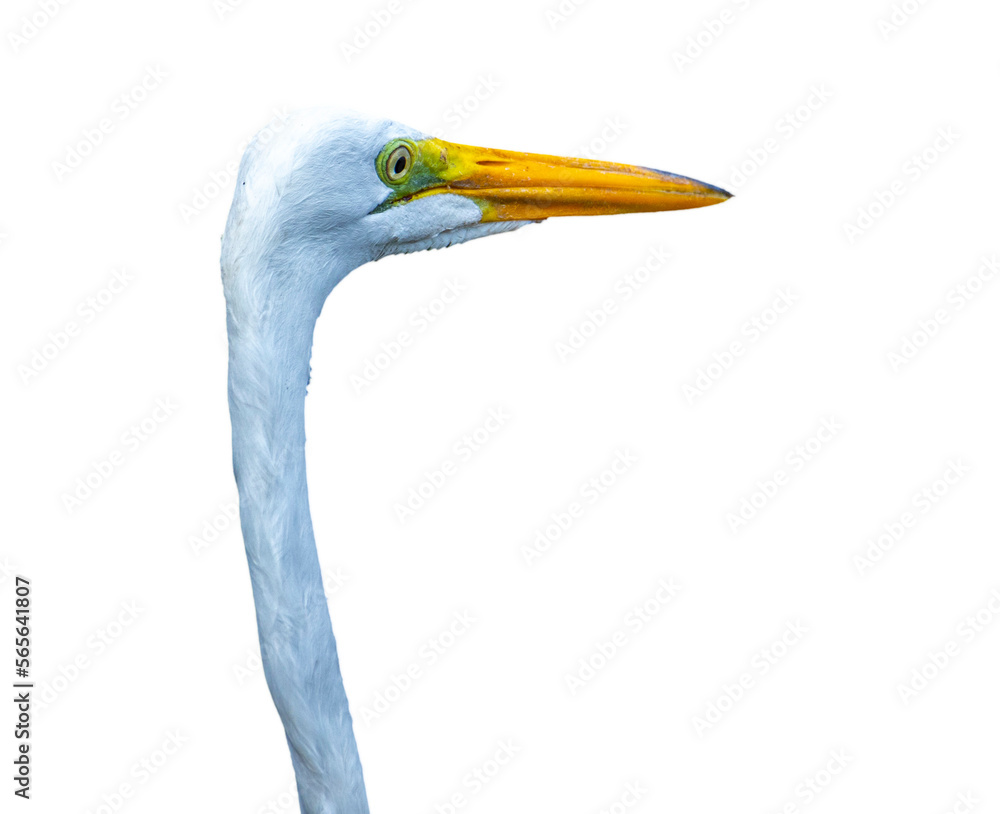 isolated heron with very long neck, funny animal with transparent ...