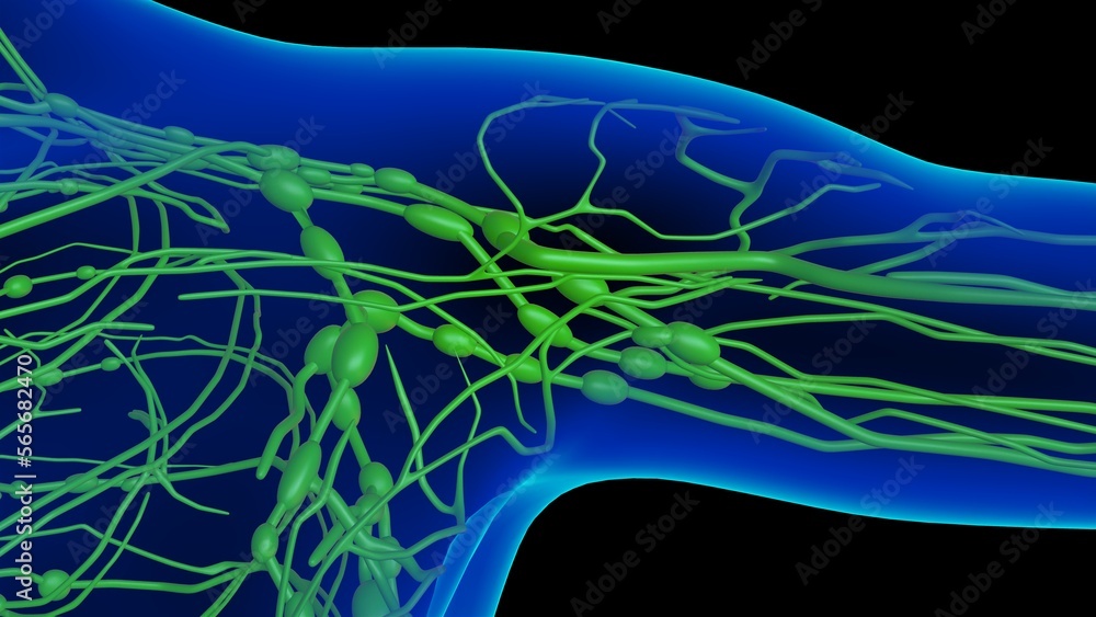 Human lymph nodes anatomy for medical concept 3D rendering Stock ...