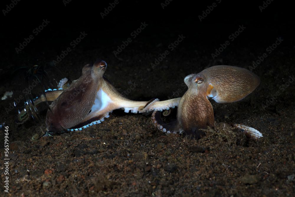 Extremely rare photo of mating of Coconut Octopuses - Coconut Octopus ...