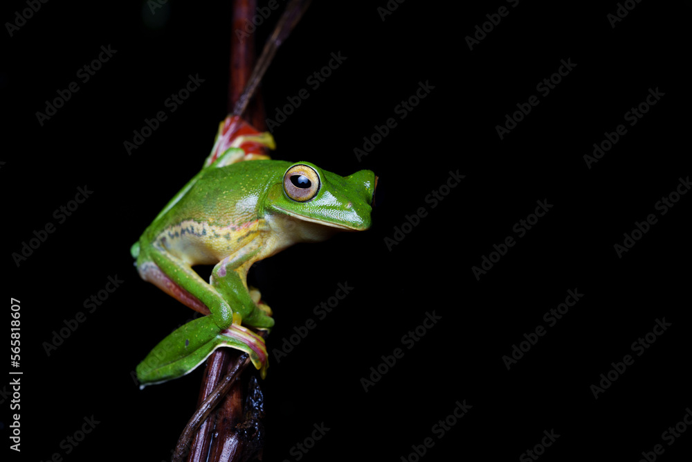 Malabar gliding frog (Rhacophorus malabaricus) is a rhacophorid tree ...