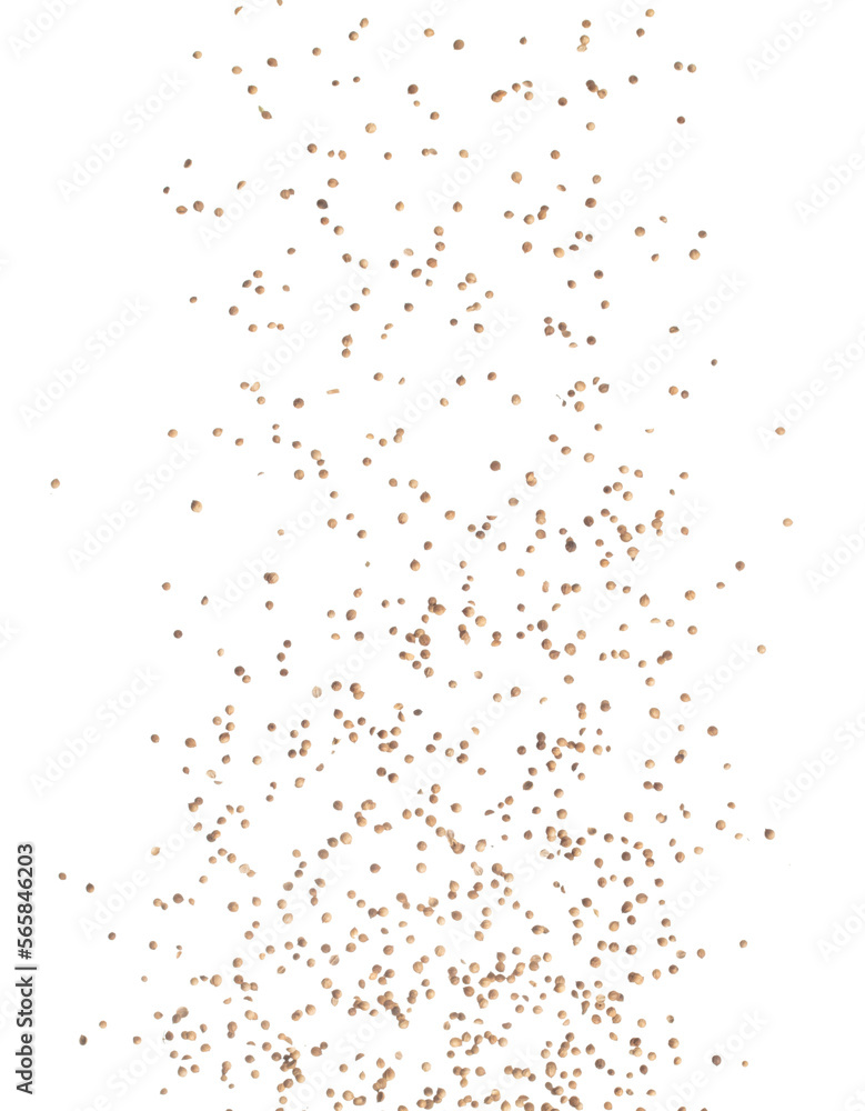 Coriander seed fall down in group, brown coriander seed float explode ...