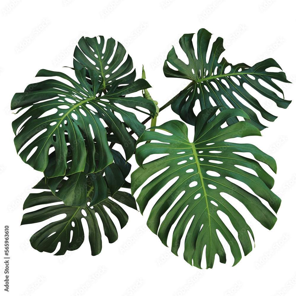 Dark green leaves of monstera or split-leaf philodendron (Monstera ...
