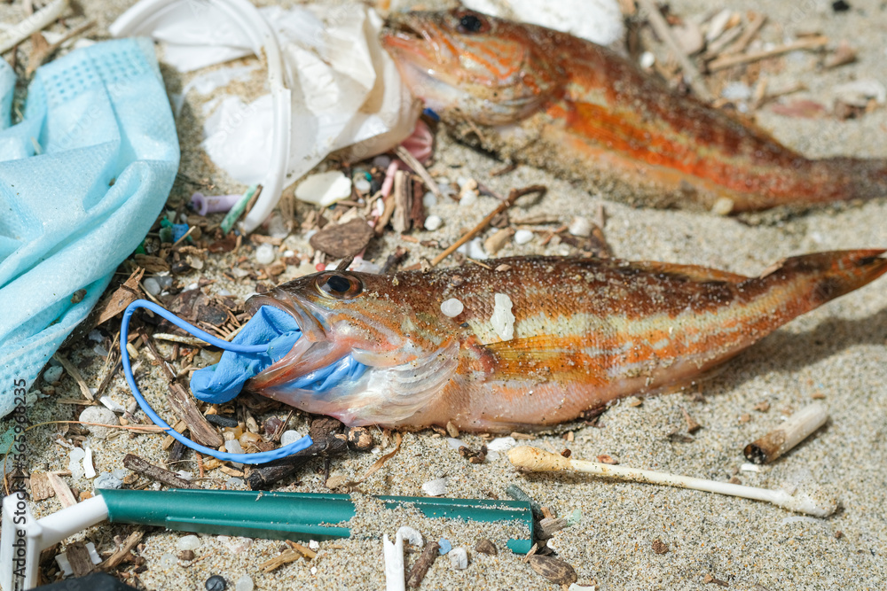 Sick Fish dead eating plastic rubber glove on contaminated sea habitat ...
