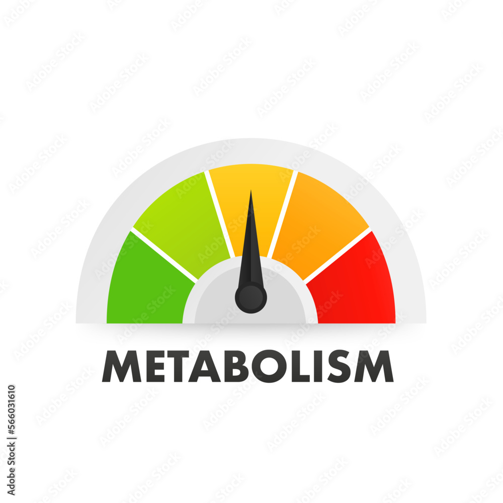 Image vectorielle Stock Metabolism level scale with arrow and measurement value. High and low ...