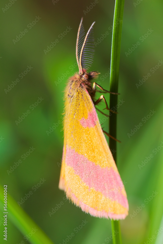 Side view of a moth of the family Geometridae (Lythria cruentaria) with ...