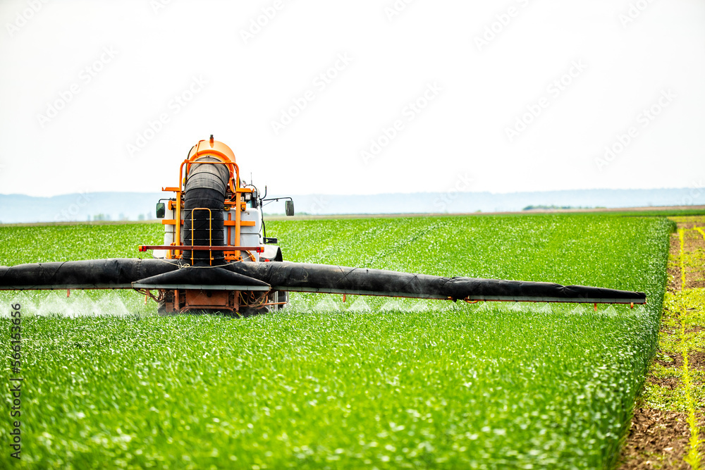 Pesticide and fungicide application in wheat fields, tractor spraying ...