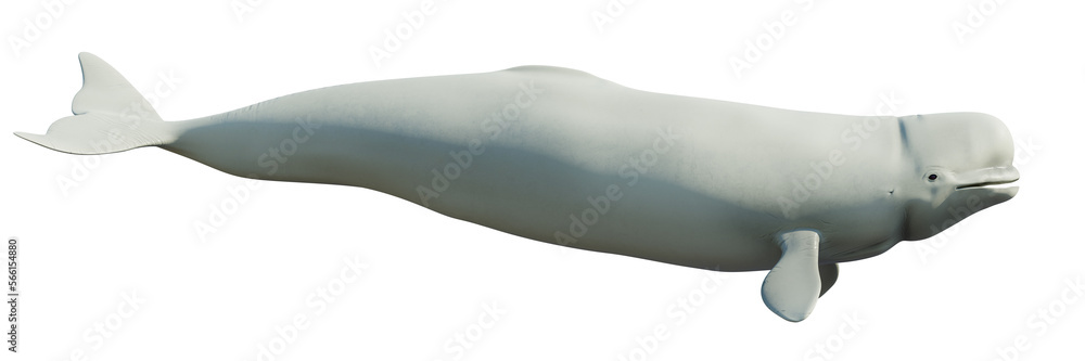 Beluga, white whale isolated on transparent background, banner format ...