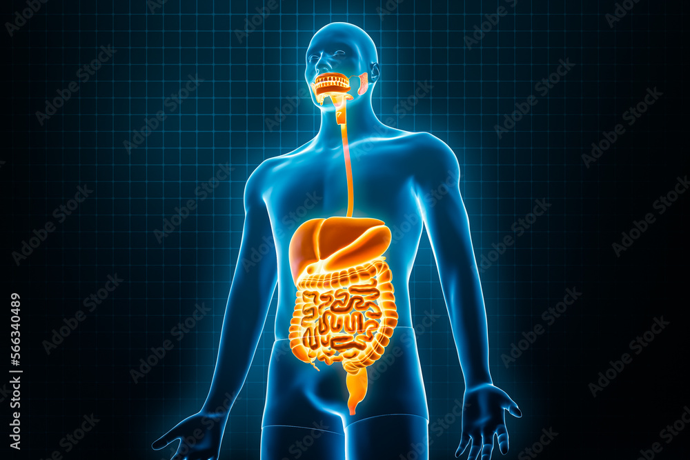 Illustration Stock Xray anterior or front view of full human digestive ...