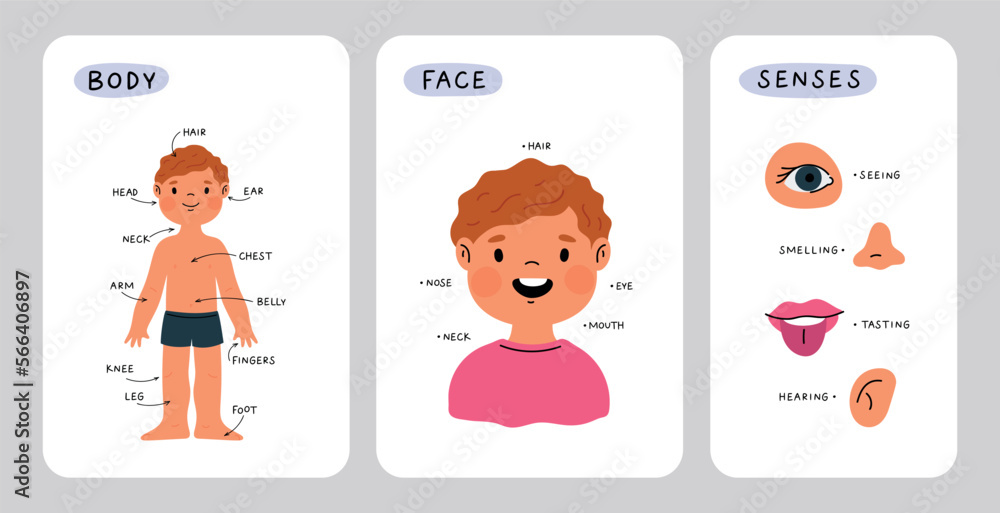 Educational cards about children body anatomy. Kid face part and senses ...
