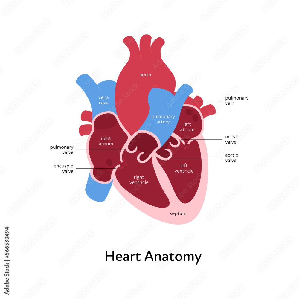 Heart anatomy infographic chart. Vector color flat modern illustration ...