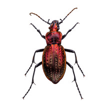 Beetle, Insect, Nature Free Stock Photo - Public Domain Pictures