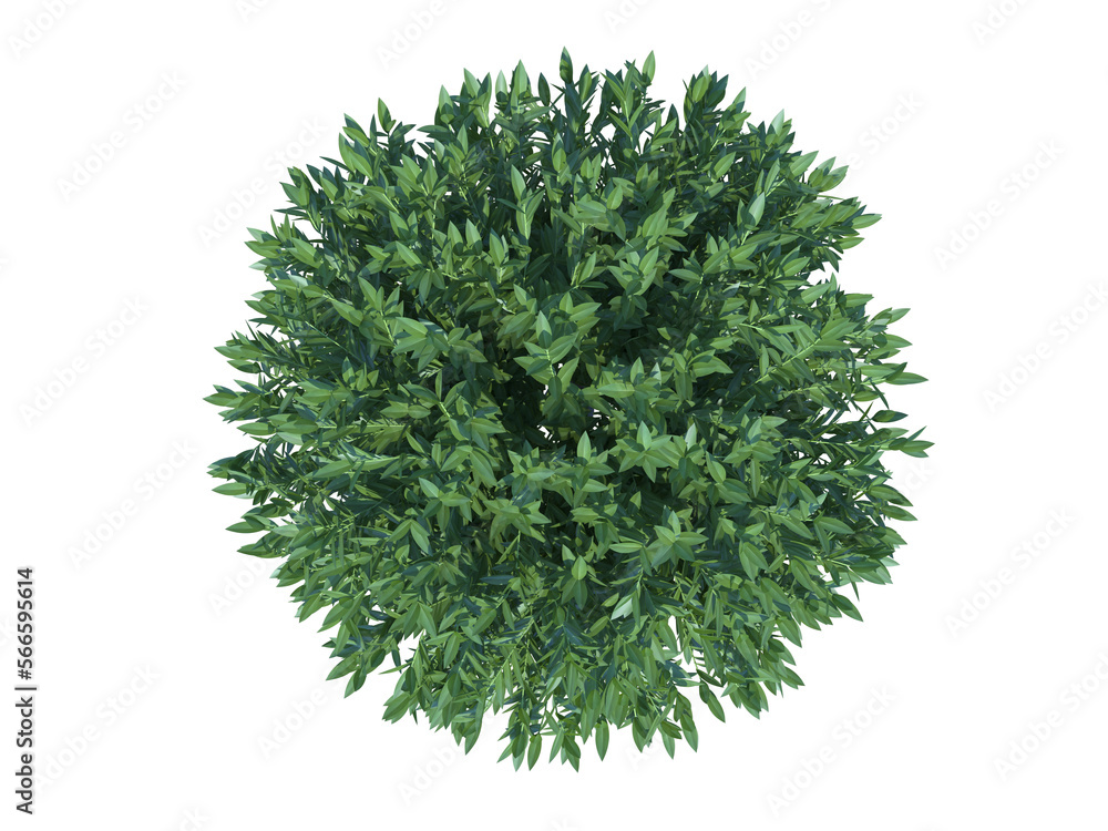 Bay Laurel top view tree png alpha channel Stock Illustration | Adobe Stock