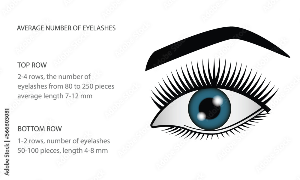 Eyelash Extension Guide. Direction schemes. Tips and tricks for eyelash ...