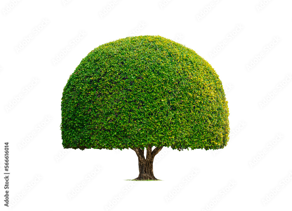 Decorative umbellate Topiary Tree on transparent background for ...