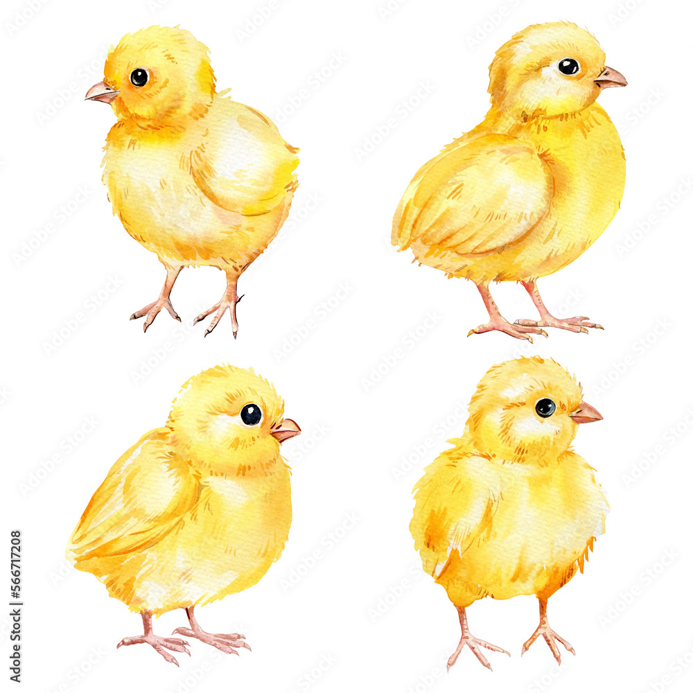Beautiful chick on an isolated white background. watercolor ...