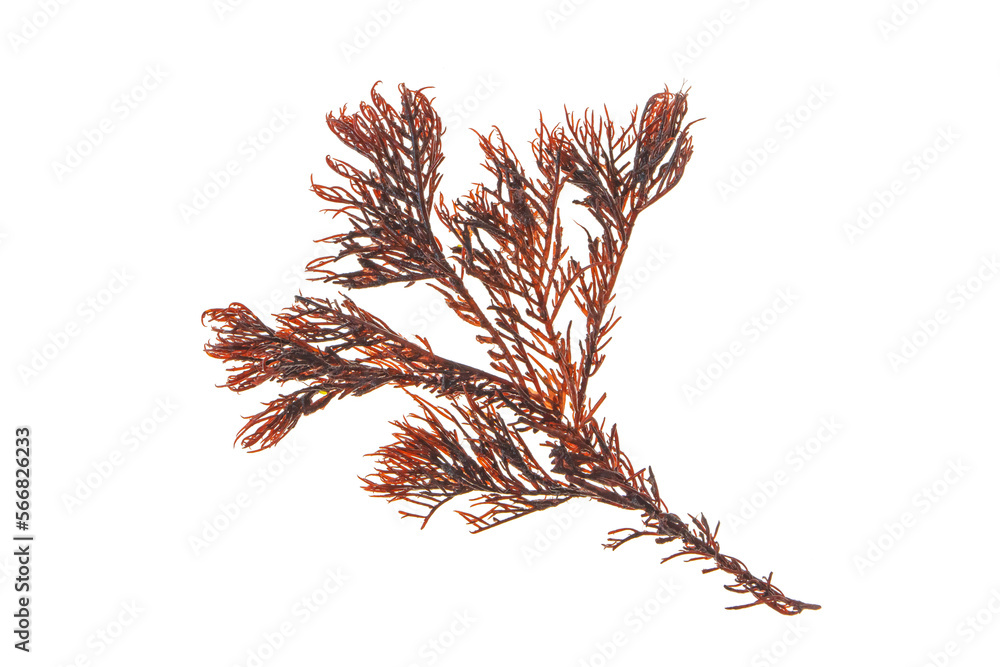 Red algae or rhodophyta seaweed branch isolated transparent png Stock ...
