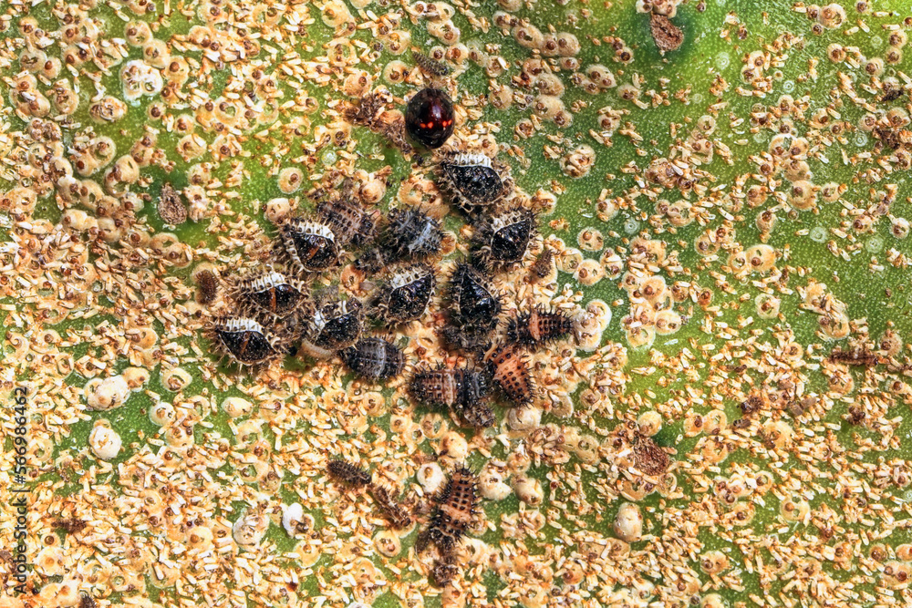 Cactus scale insect (Diaspis echinocacti) and its natural enemy ...