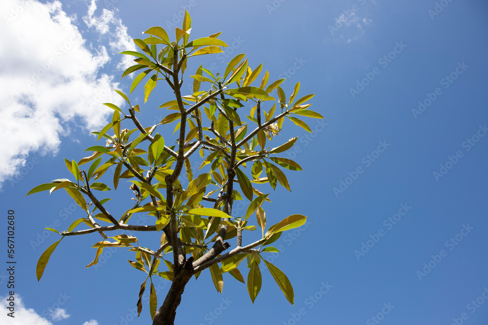 Tree from the Brazilian Cerrado Biome. Photo taken in the Chapada dos ...