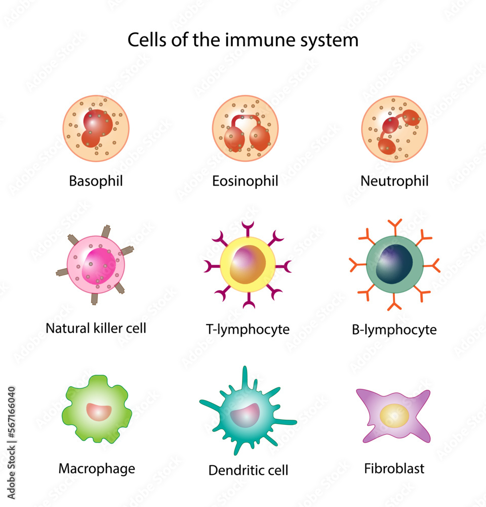 Cells of the innate and adaptive immune system, Hematopoiesis cell type scheme, stem cell, B and ...
