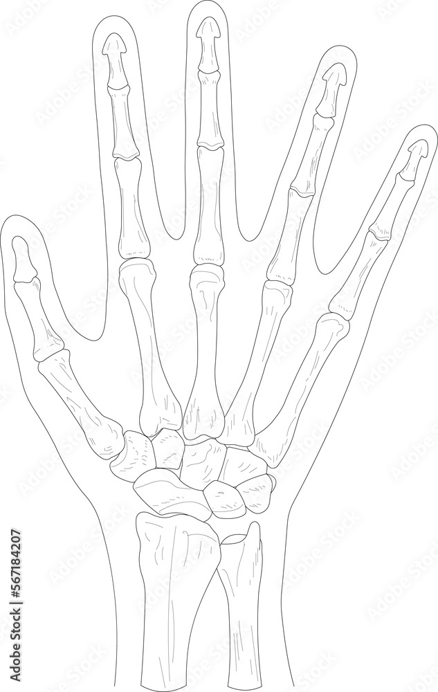 Stock-Illustration „Bones of the right hand, dorsal (posterior) view ...