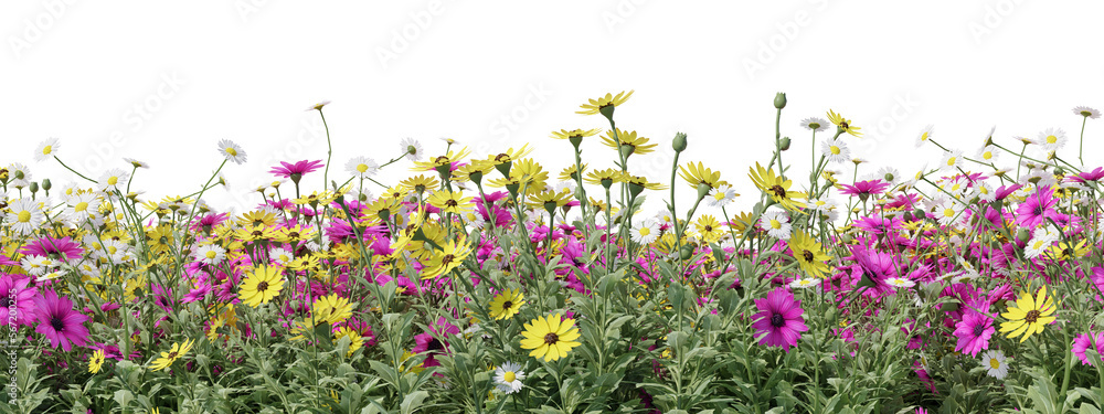 Evergreen flowers and grass field in nature, Flowres on garden in ...