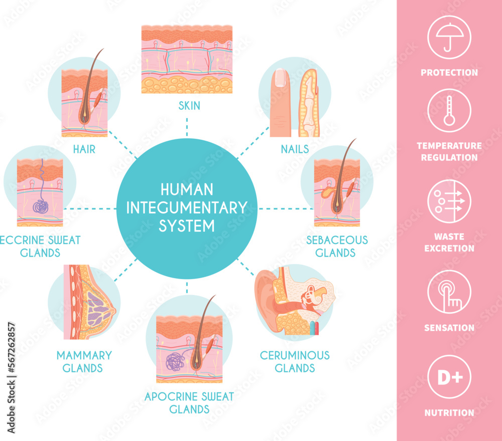 Human Integumentary System Scheme Stock Vector | Adobe Stock