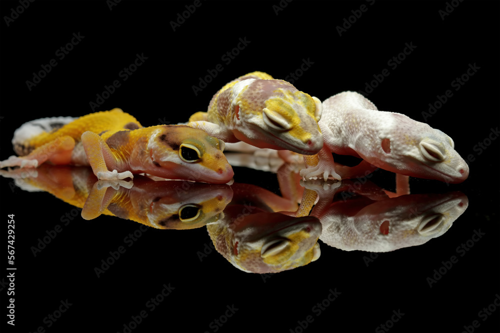 Stock-Foto „Three different morph types of leopard gecko in one frame ...