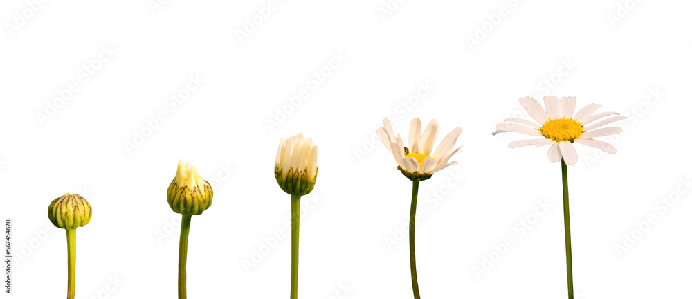 Growing blooming daisy isolated on transparent background, life, growth ...