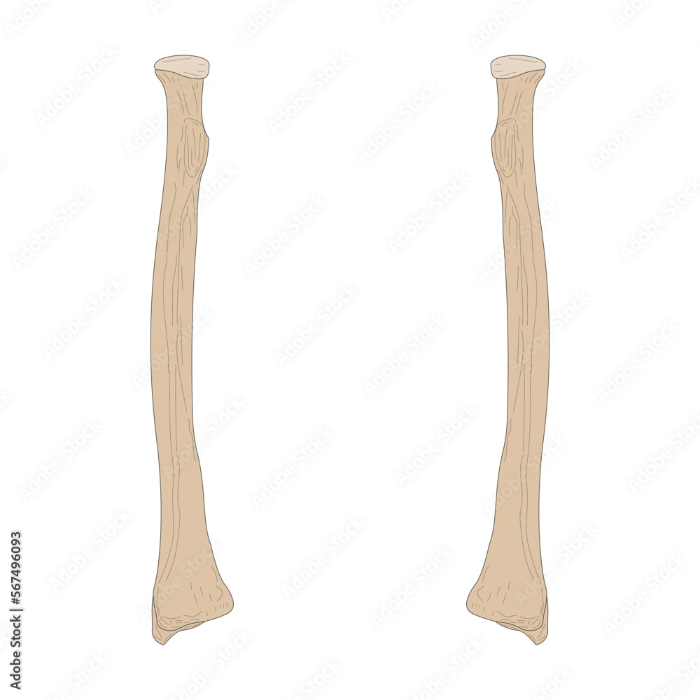 Bones of the human skeleton. The Radius of the Right Forearm and the ...
