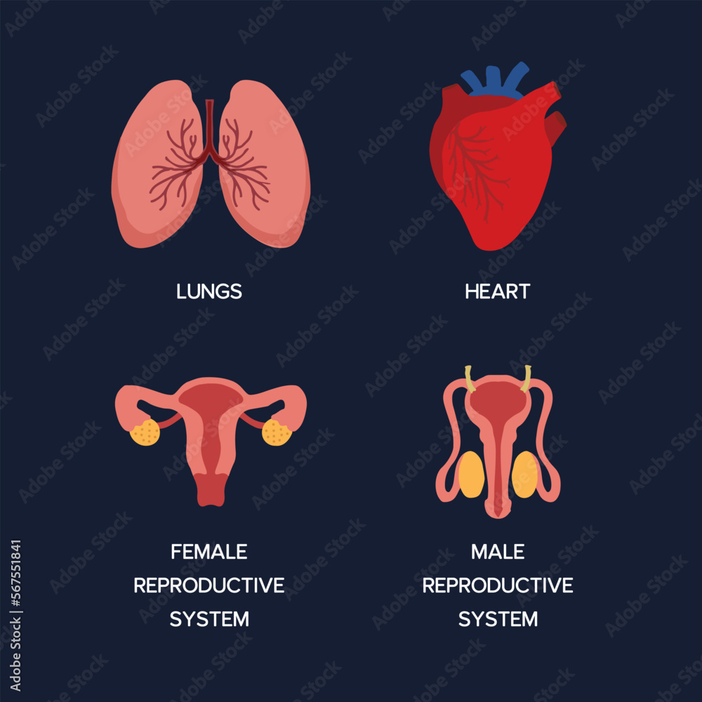 Human Internal organs, cartoon anatomy body parts, heart and lungs ...