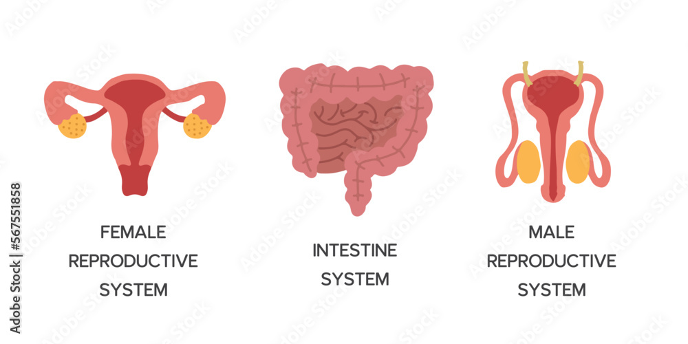 Human Internal organs, cartoon anatomy body parts, intestinal system ...