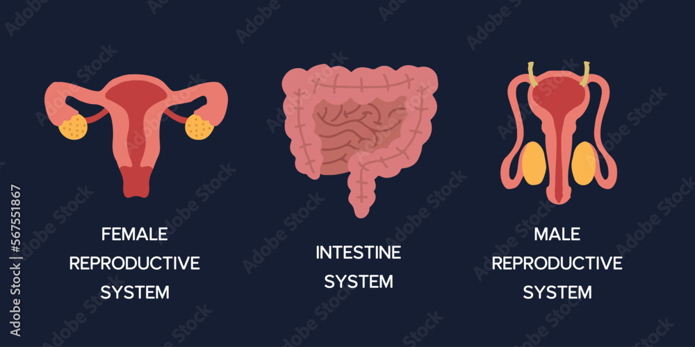 Human Internal organs, cartoon anatomy body parts, intestinal system ...