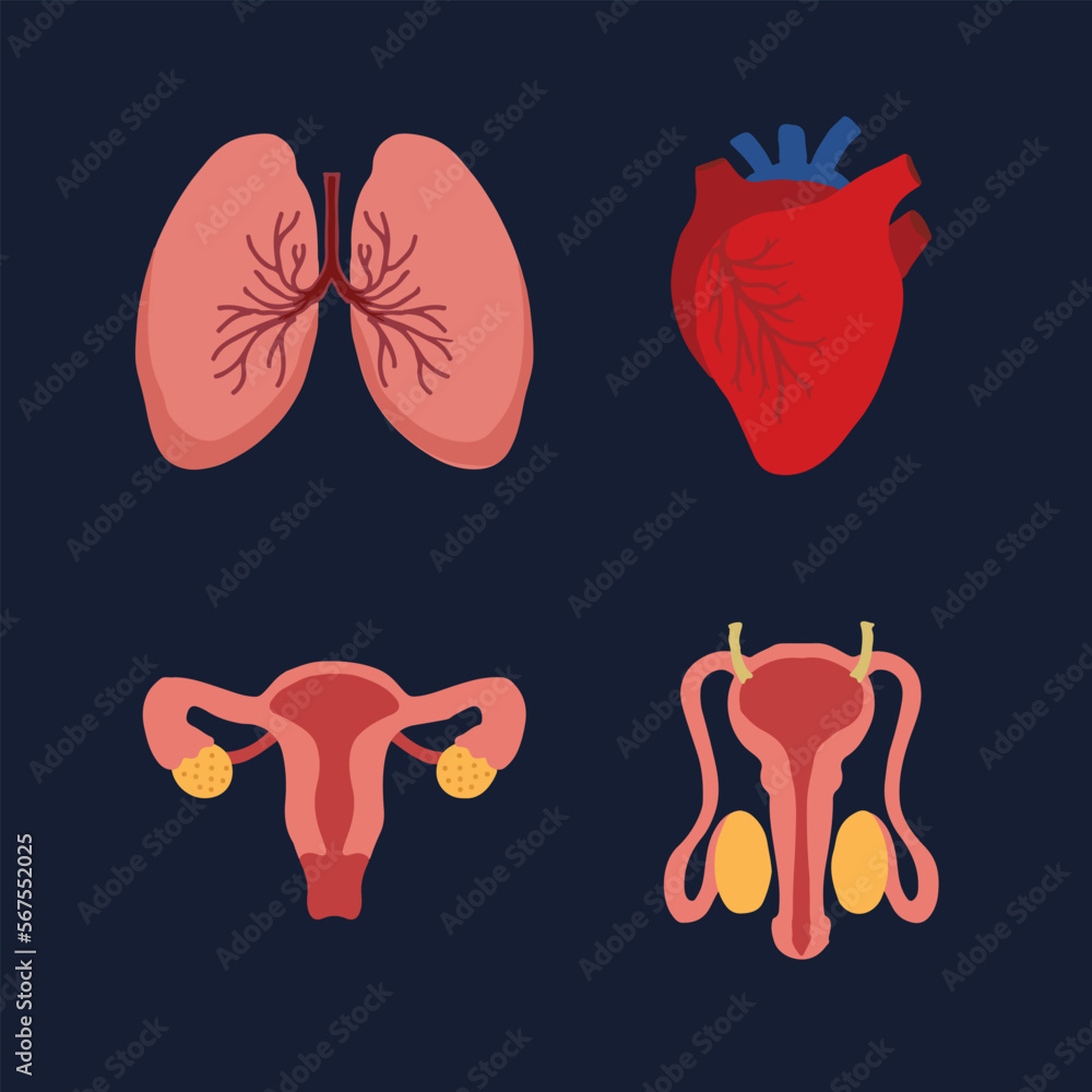 Human Internal organs, cartoon anatomy body parts, heart and lungs ... Human Internal organs, cartoon anatomy body parts, heart and lungs ...