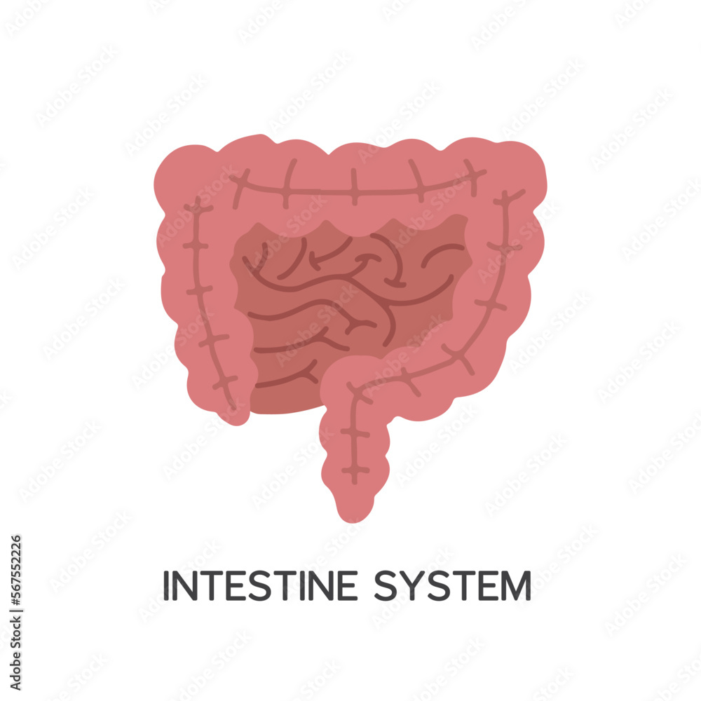 Human Internal organs, cartoon anatomy body part intestinal system ...